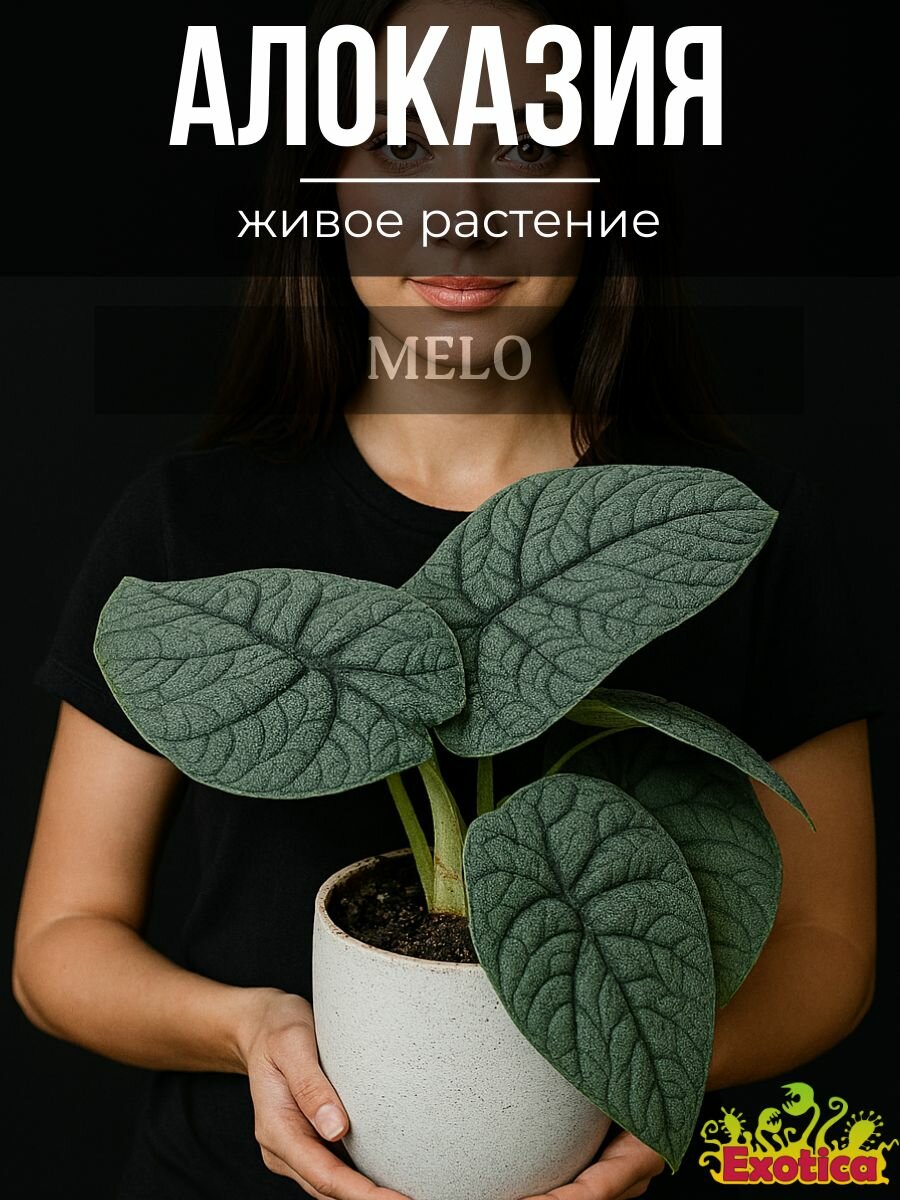 Алоказия Мело (Alocasia Melo) D6см, комнатное растение в горшке