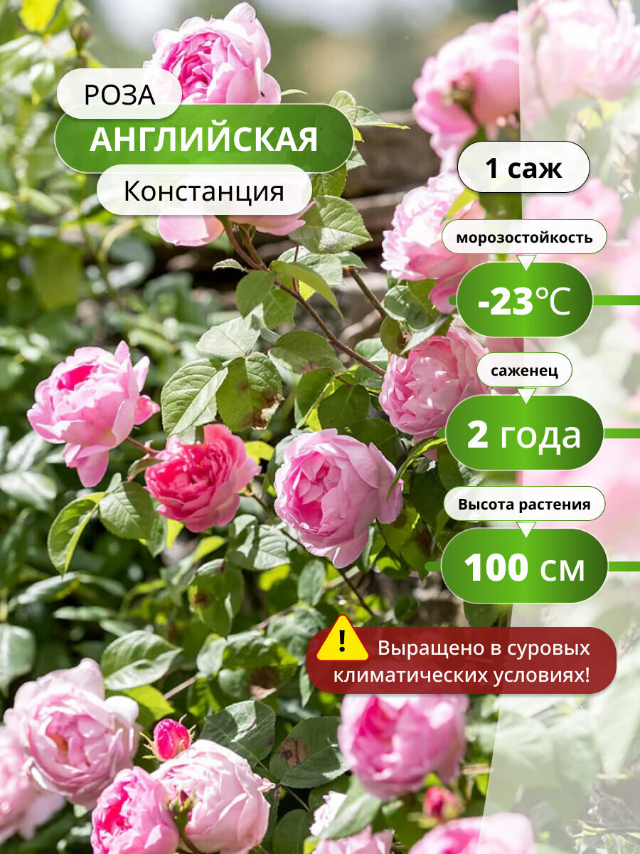 Роза английская Констанция, 1 шт, пионовидная, розовая, ароматная