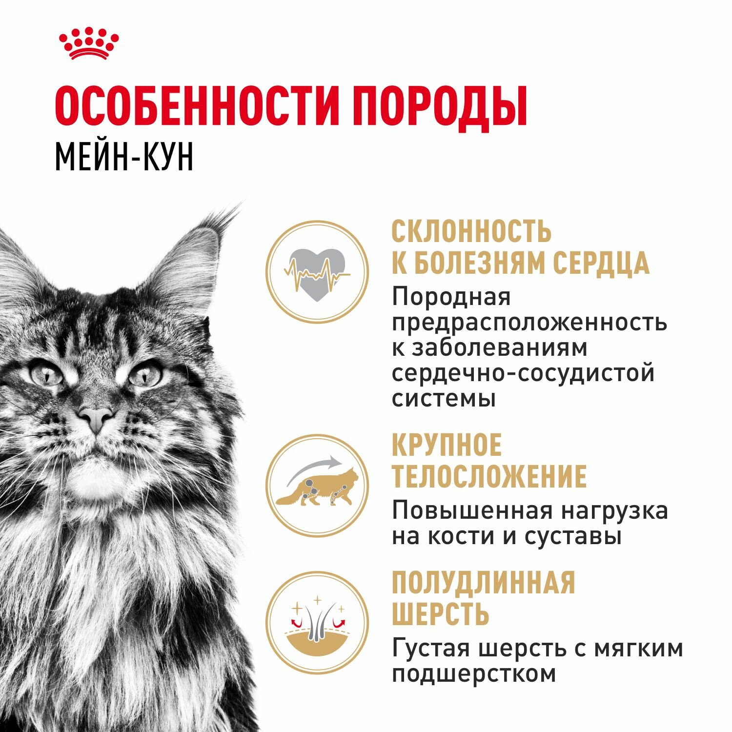 Сухой корм Royal Canin "Mеin Coon Adult", для кошек породы мейн кун, с соусом, 85 г