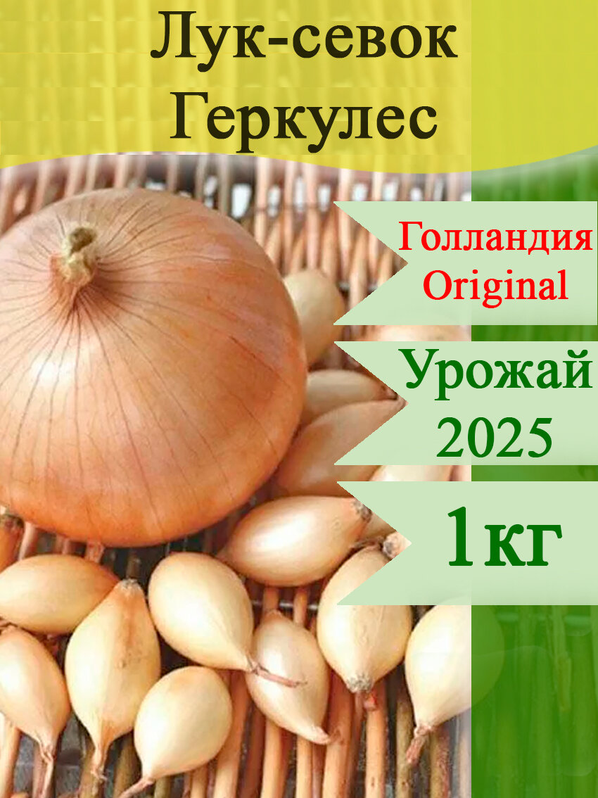 Лук севок Геркулес 1 кг Голландия на посадку весной