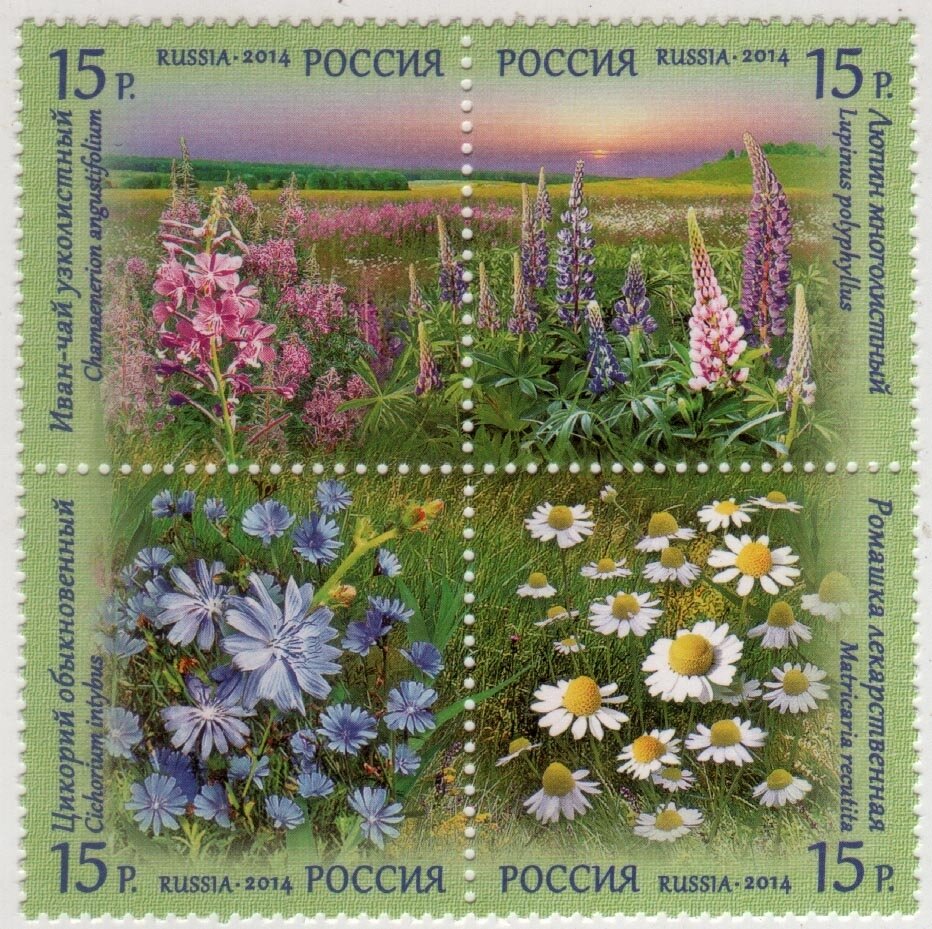 Почтовые марки Россия 2014г. "Полевые цветы" Цветы MNH