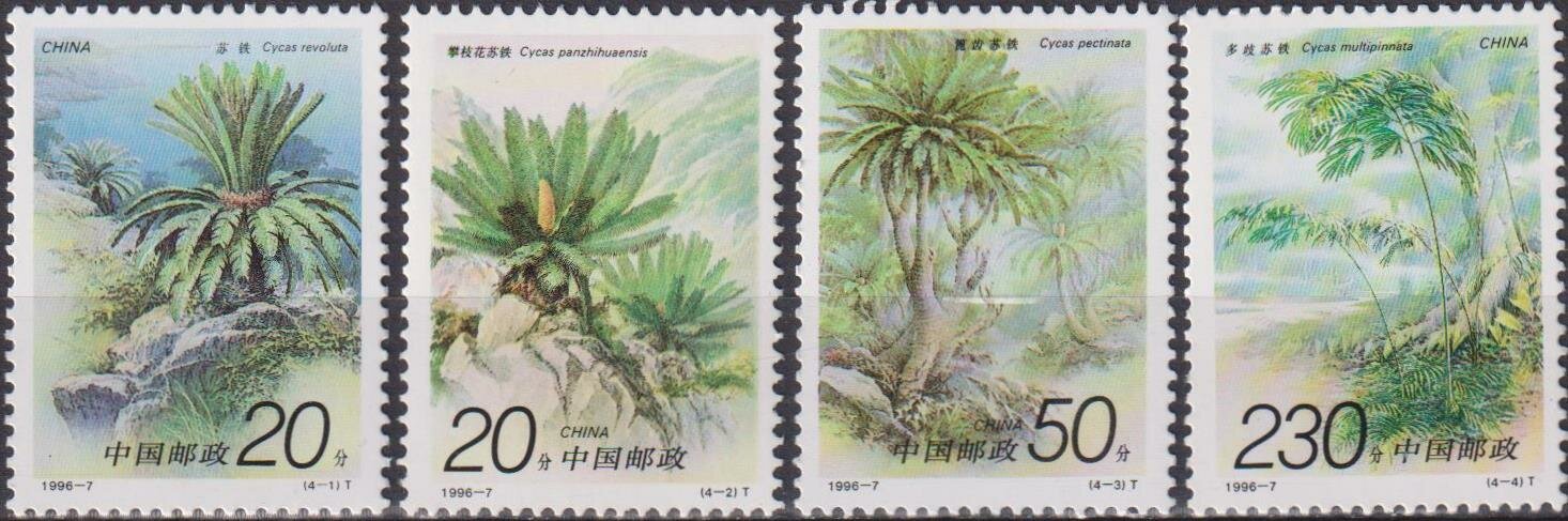 Почтовые марки Китай 1996г. "Саговниковидные" Флора MNH