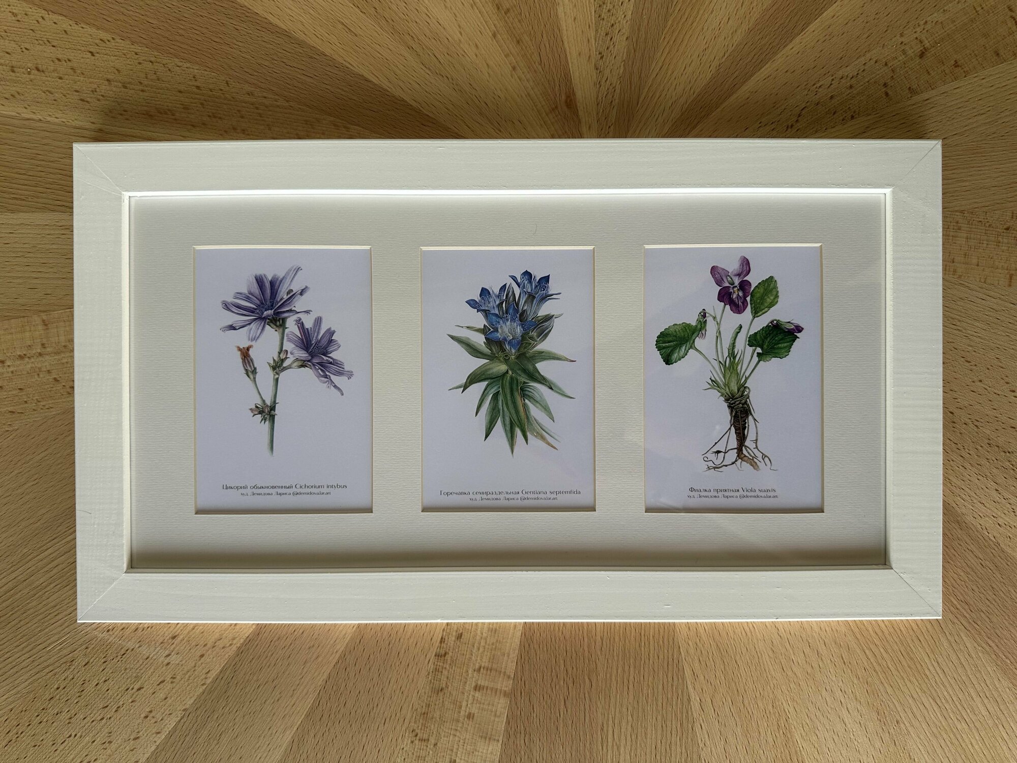 Картина с авторскими открытками ботанического художника в рамке Цикорий Горечавка Фиалка, 47*26 см