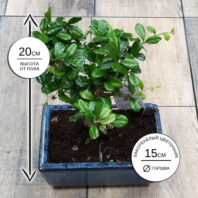 Бонсай Кармона 15*20, живое комнатное растение в горшке, Закоренелый Цветочник