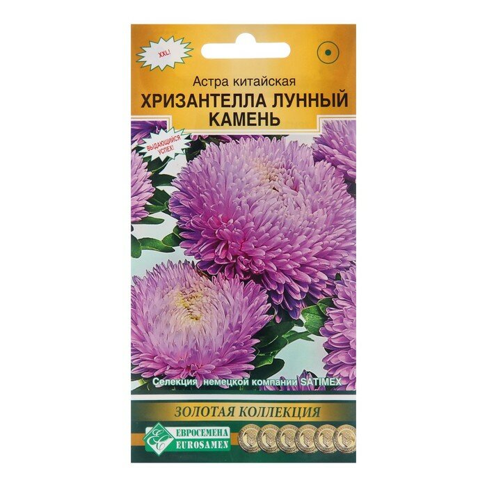 Семена цветов астра китайская «Хризантелла Лунный Камень», однолетник,5 шт.
