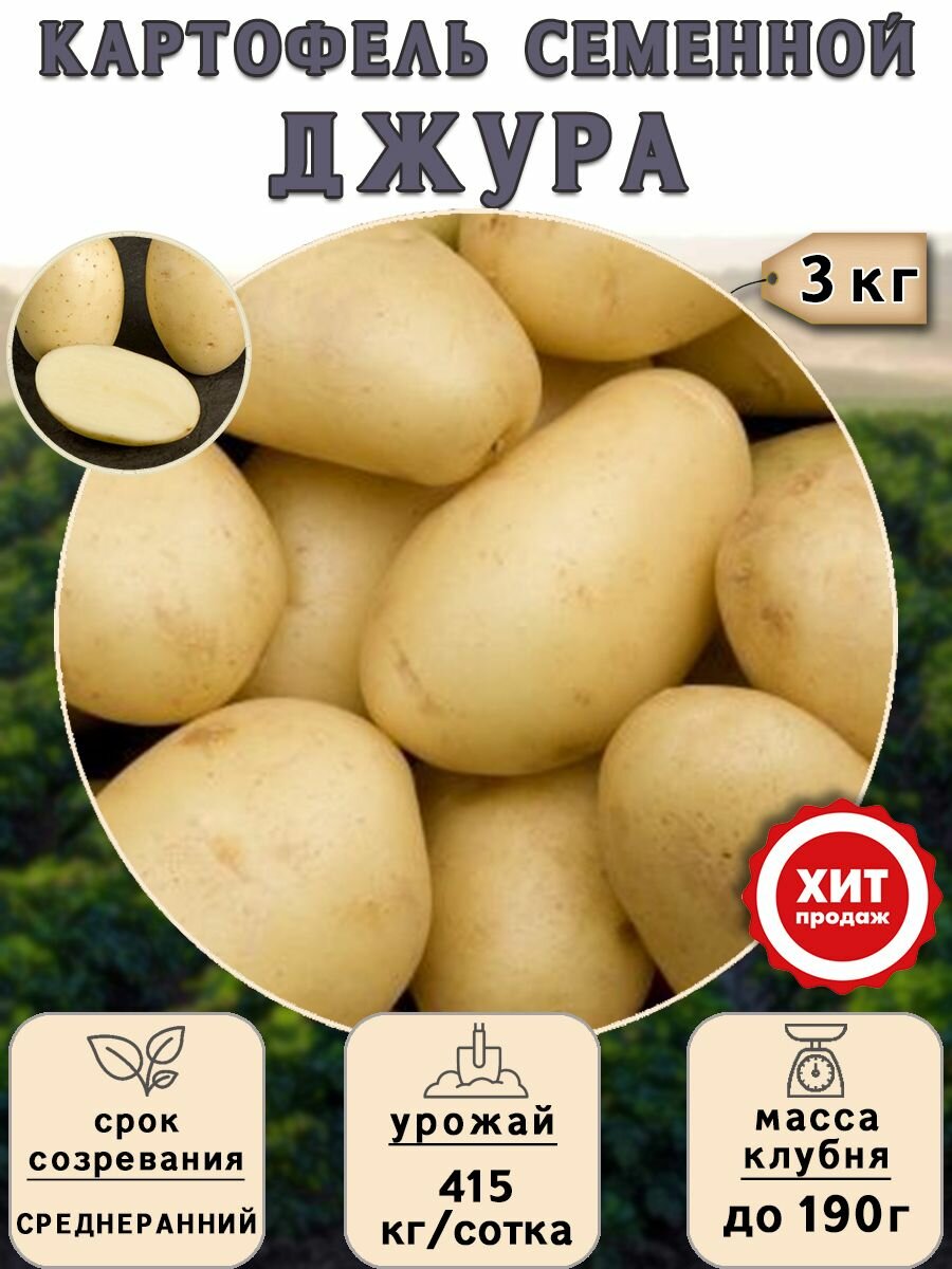Клубни картофеля на посадку Джура (суперэлита) 3 кг Среднеранний