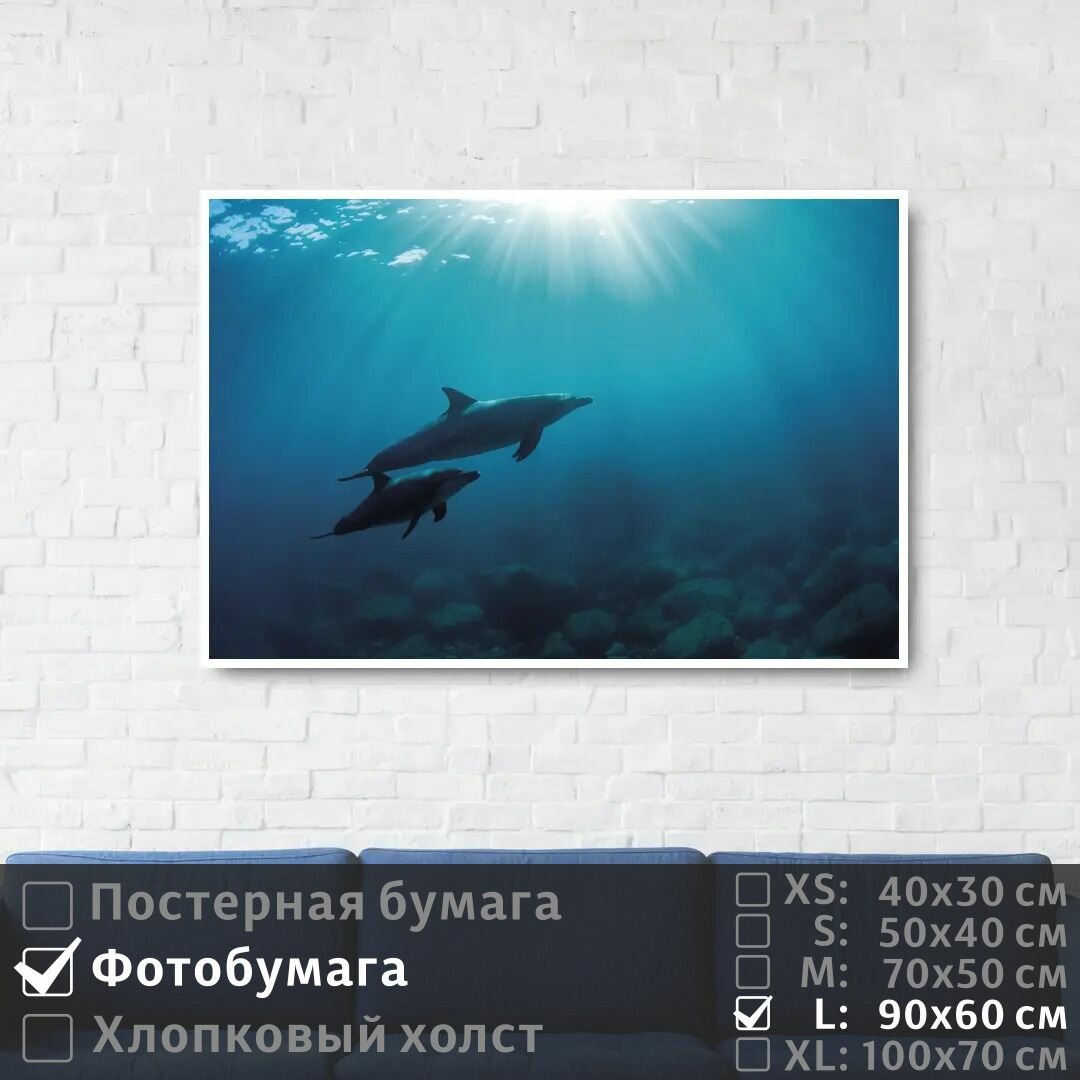 Постер на фотобумаге Два Дельфина Плавают В Глубине Океана 90х60 см ПолиЦентр