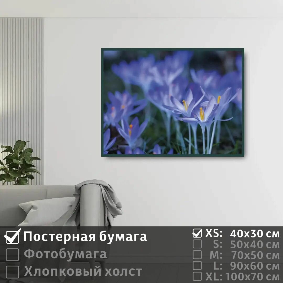 Постер на стену Весенние Синие Цветы Крокусы 40х30 см ПолиЦентр