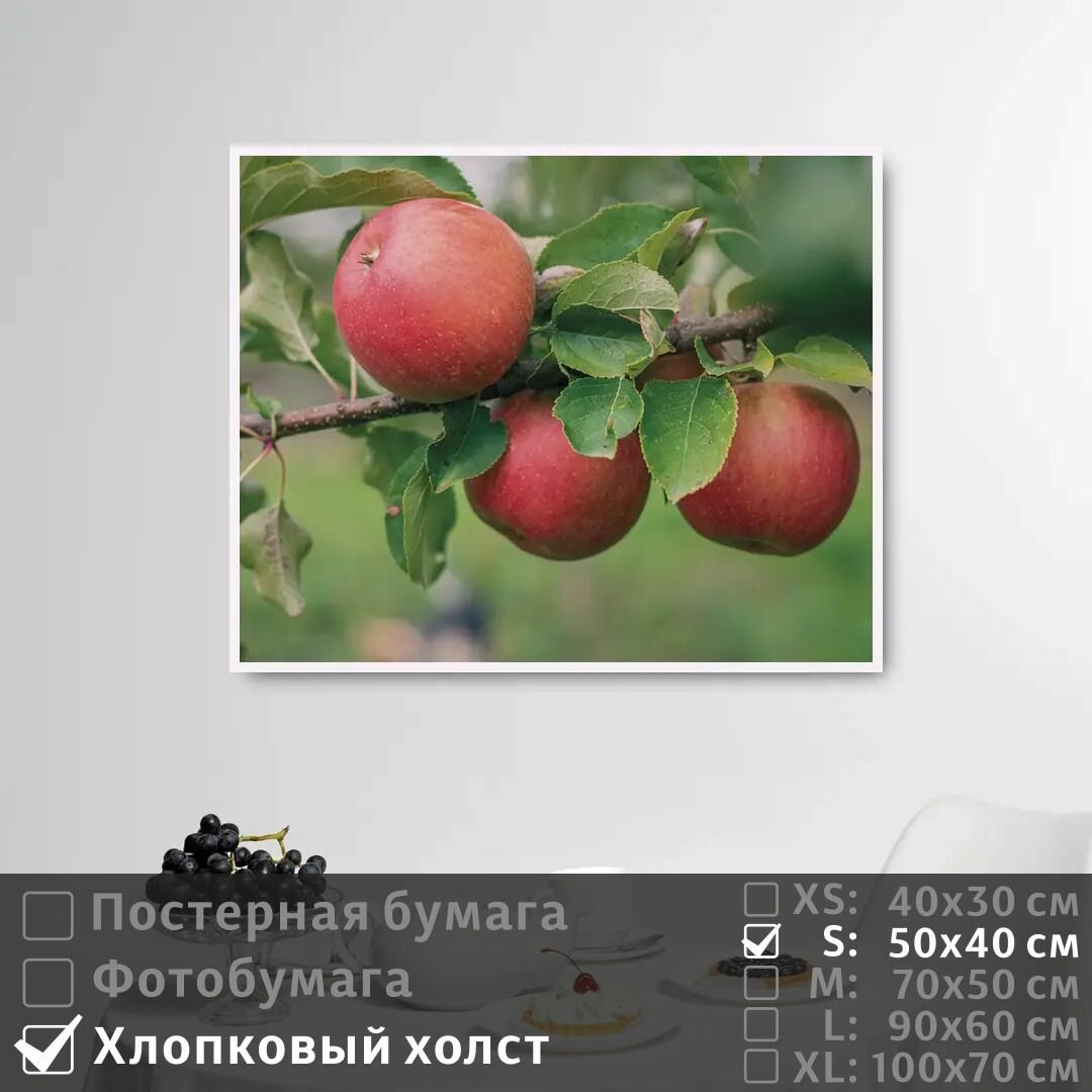 Постер на холсте Красные Яблоки На Ветке Яблони 50х40 см ПолиЦентр