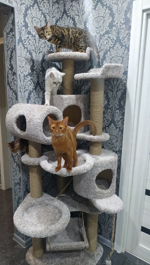 Игровой комплекс с домиком, качелью, гамаком, тоннелем и лежанками из меха , для кошки , высота 180 см , цвет серый