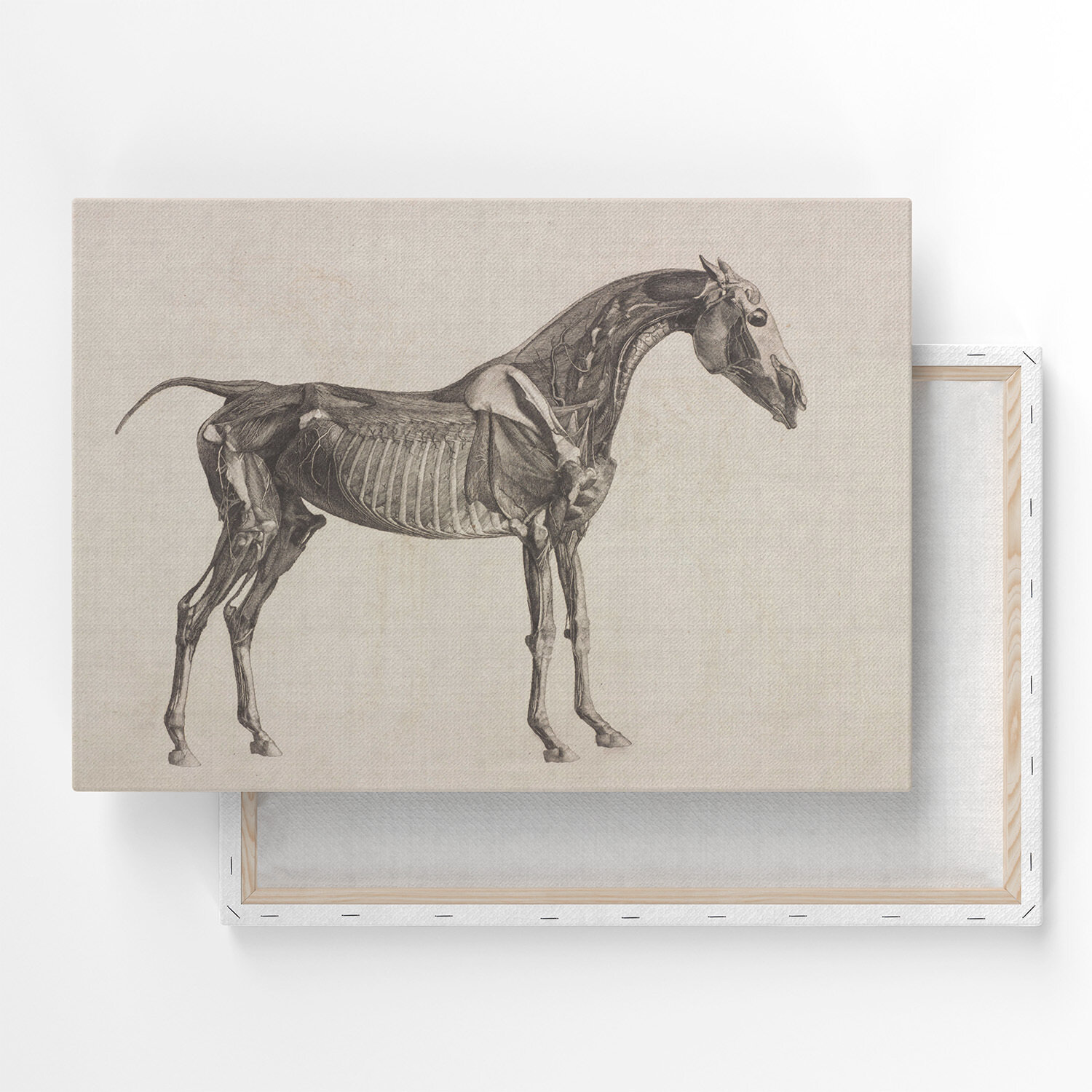 Картина на холсте, репродукция / Джордж Стаббс - The anatomy of the horse / Размер 30 x 40 см