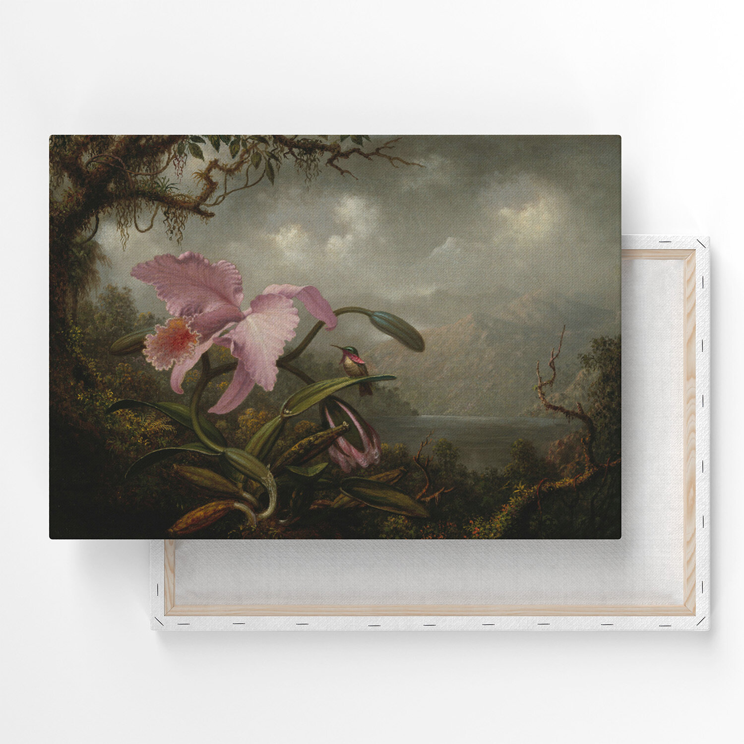 Картина на холсте, репродукция / Мартин Джонсон Хед - Orchid and Hummingbird / Размер 40 x 53 см