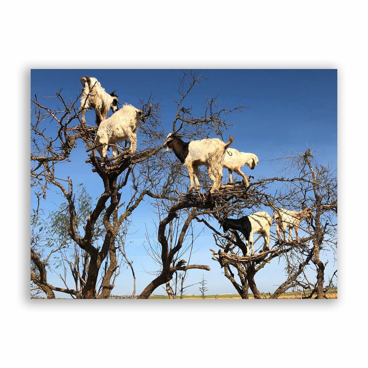 Постер, плакат на бумаге / Козы на дереве / Размер 30 x 40 см