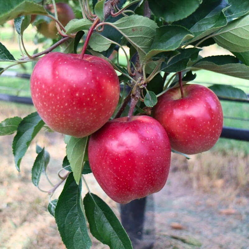 Яблоня Джули Рэд (1 саженец), Россия