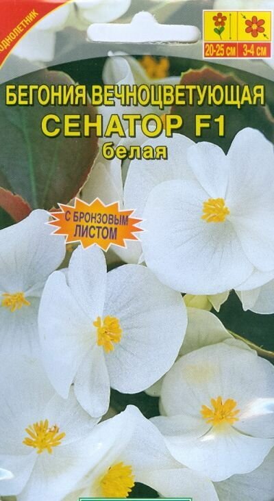 Бегония вечноцветущая Сенатор F1 Белая