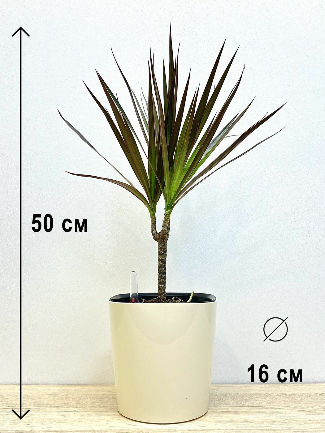 Драцена Маргината в кремовом пластиковом кашпо с автополивом, высота композиции 40-50см
