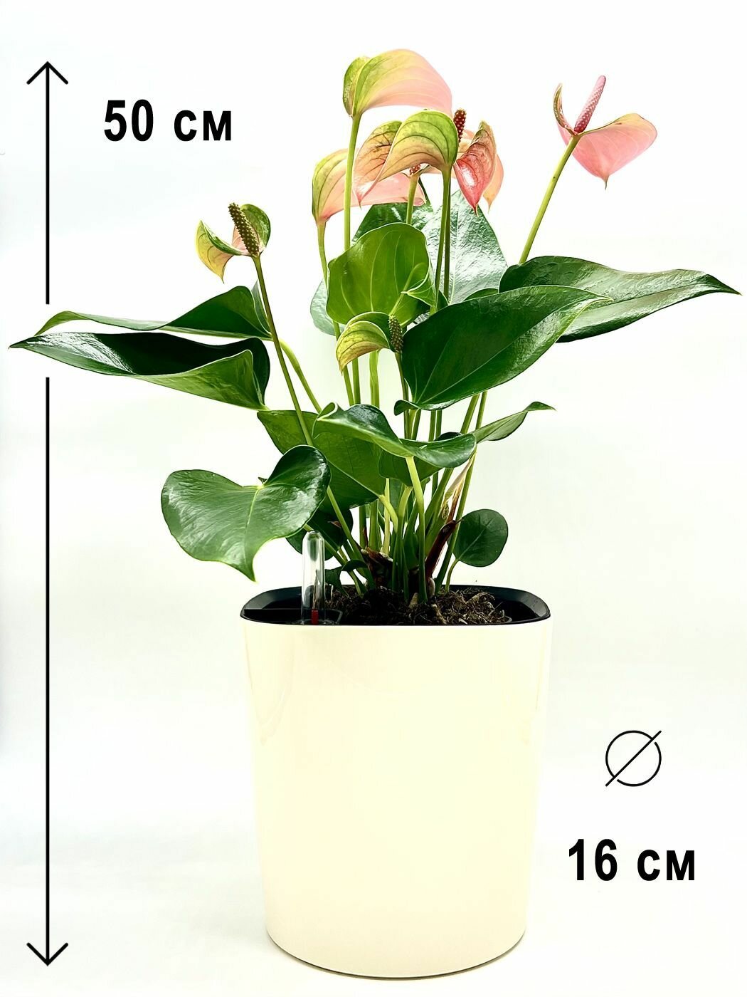 Антуриум Джоли персиковый в кремовом пластиковом кашпо с автополивом, высота композиции 40-50 см