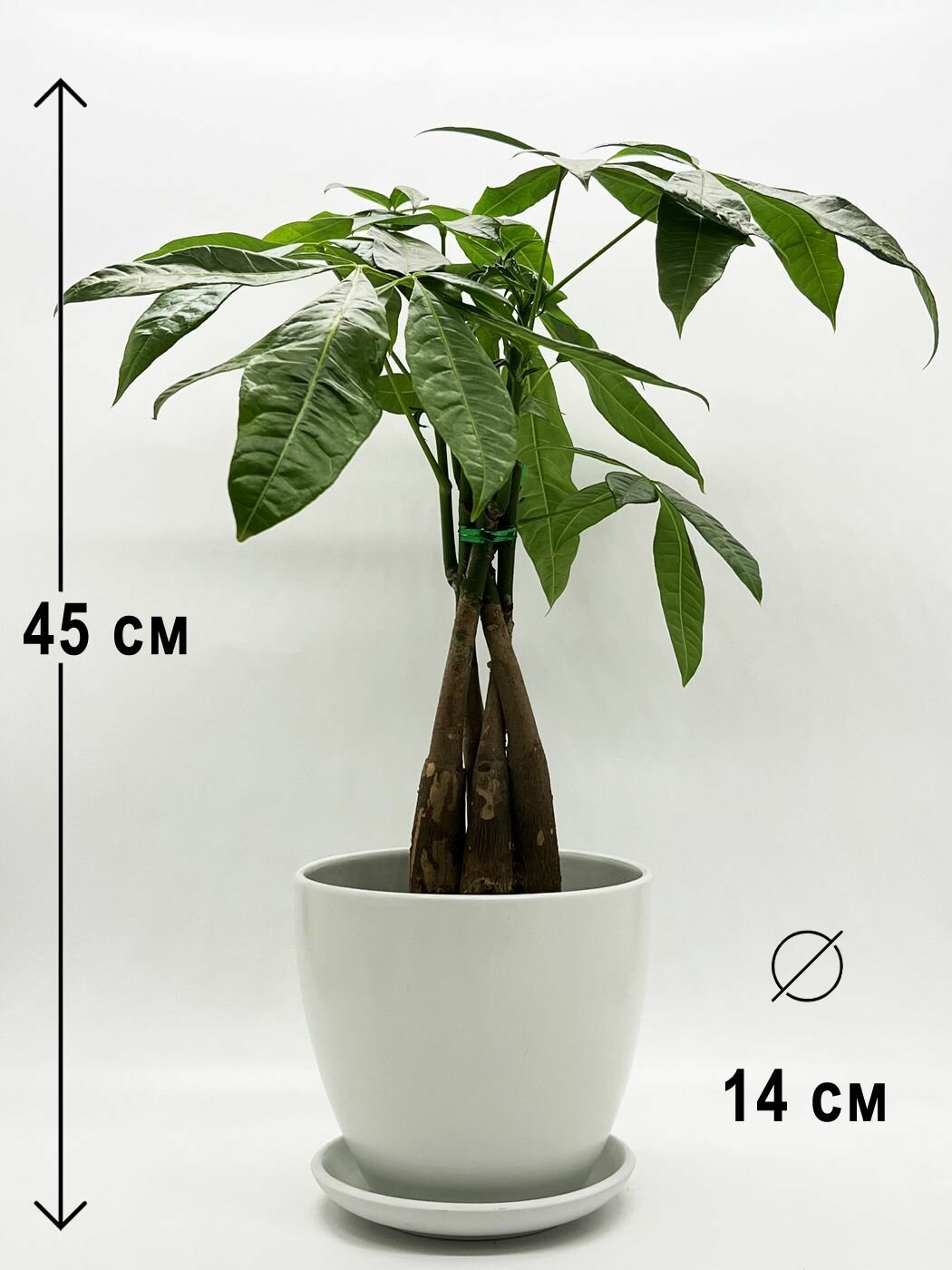 Пахира Акватика в керамическом сером горшке с поддоном, высота композиции 40-50 см