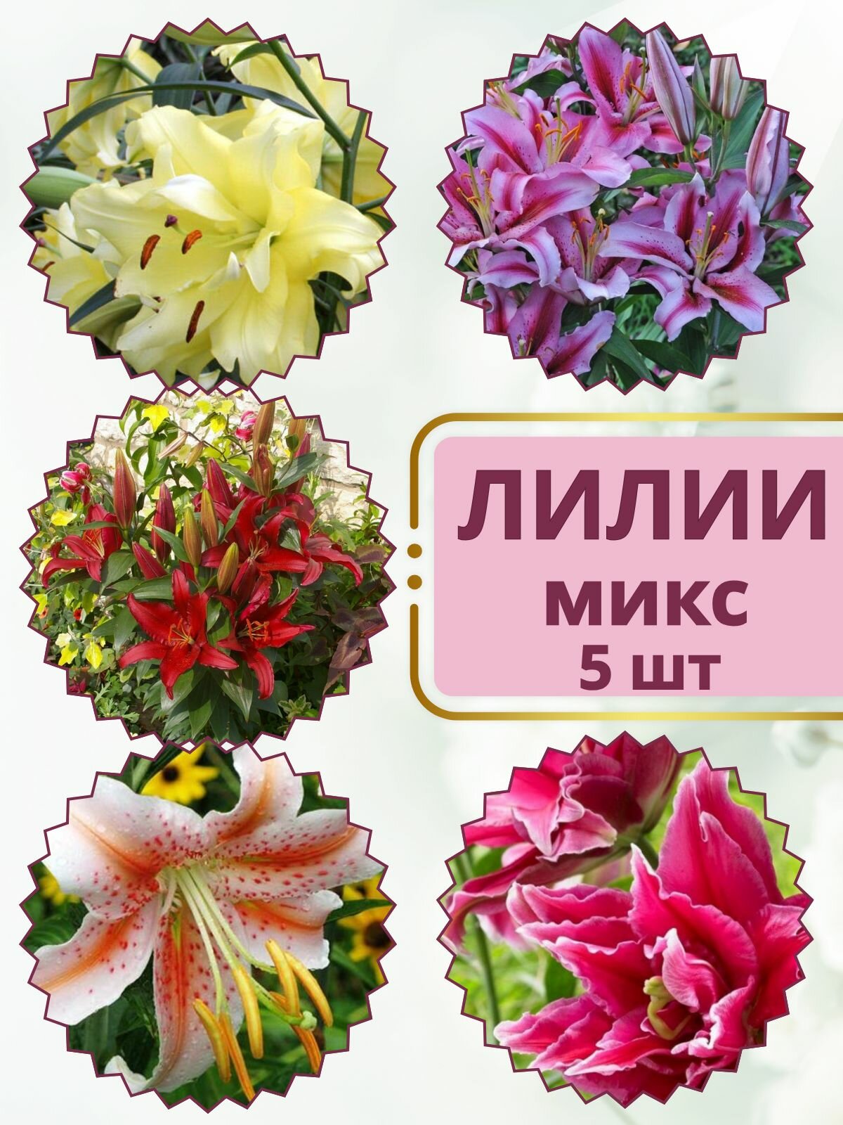 Лилия луковицы, многолетние цветы для посадки, микс 5 шт