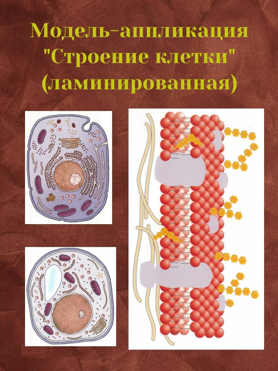 Модель-аппликация по строению клетки
