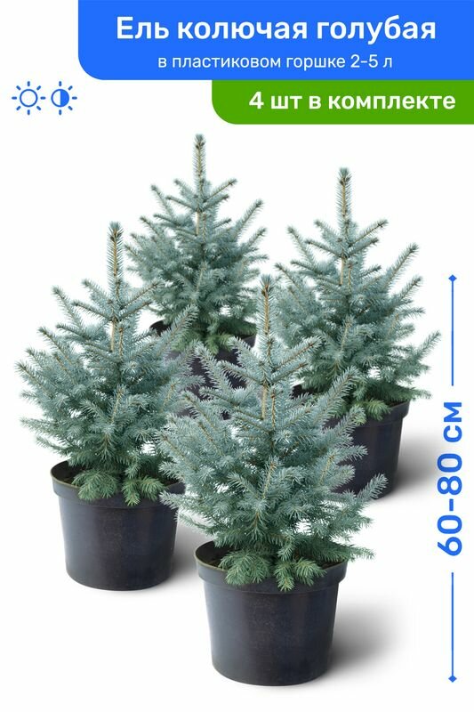 Ель колючая голубая 60-80 см в пластиковом горшке 2-5 л, саженец, хвойное живое растение, комплект из 4 шт