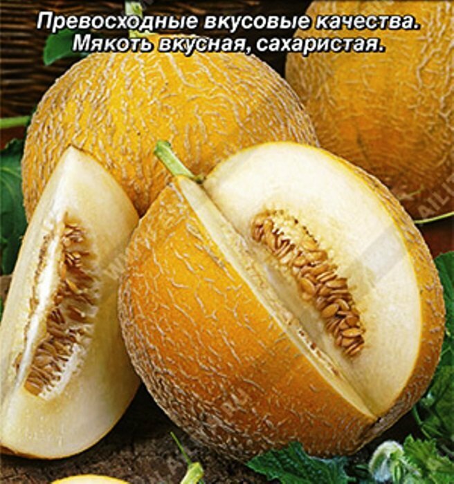 Семена Дыня Медовая лакомка