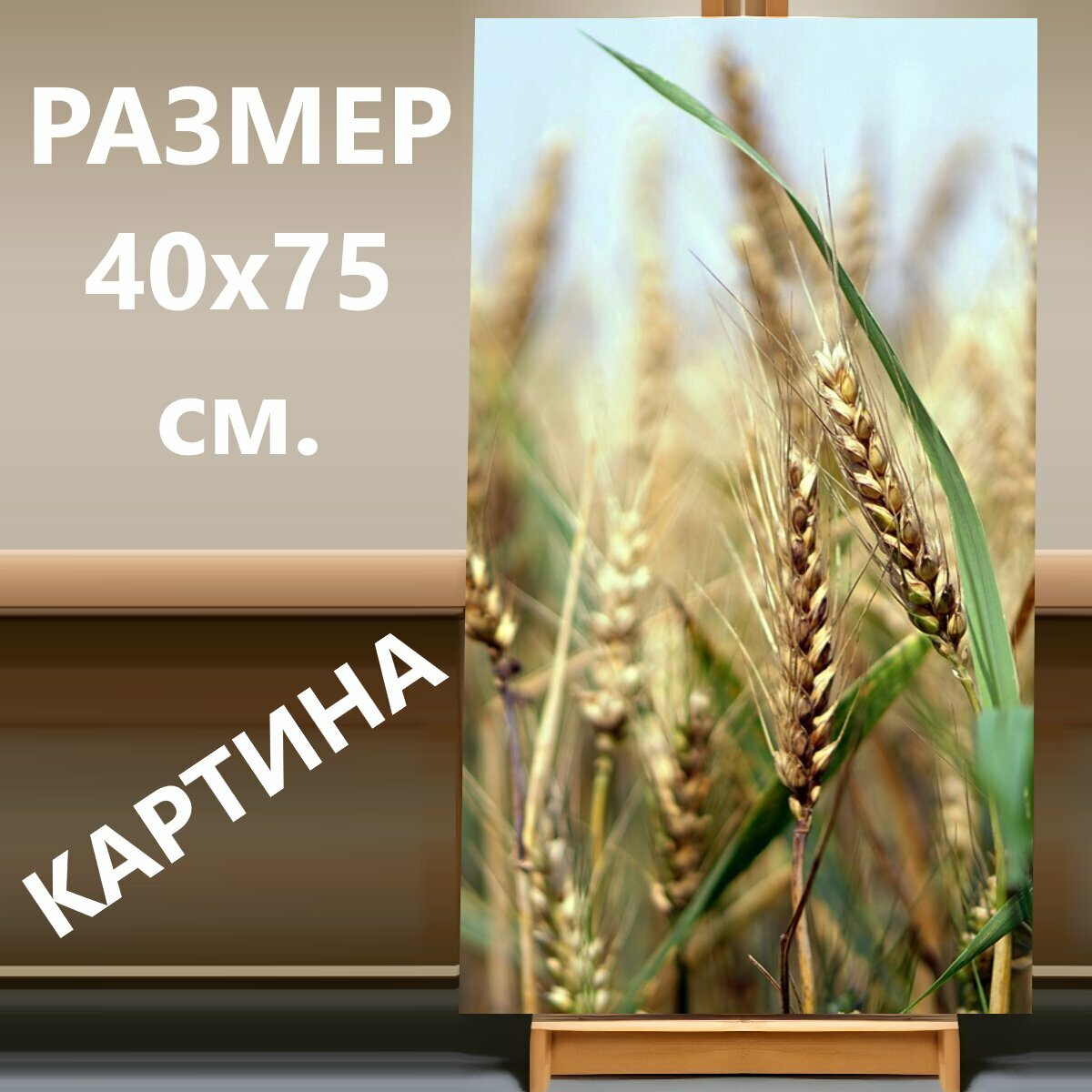 Картина на холсте "Пшеница, пшеничное поле, кукурузное поле" на подрамнике 75х40 см. для интерьера