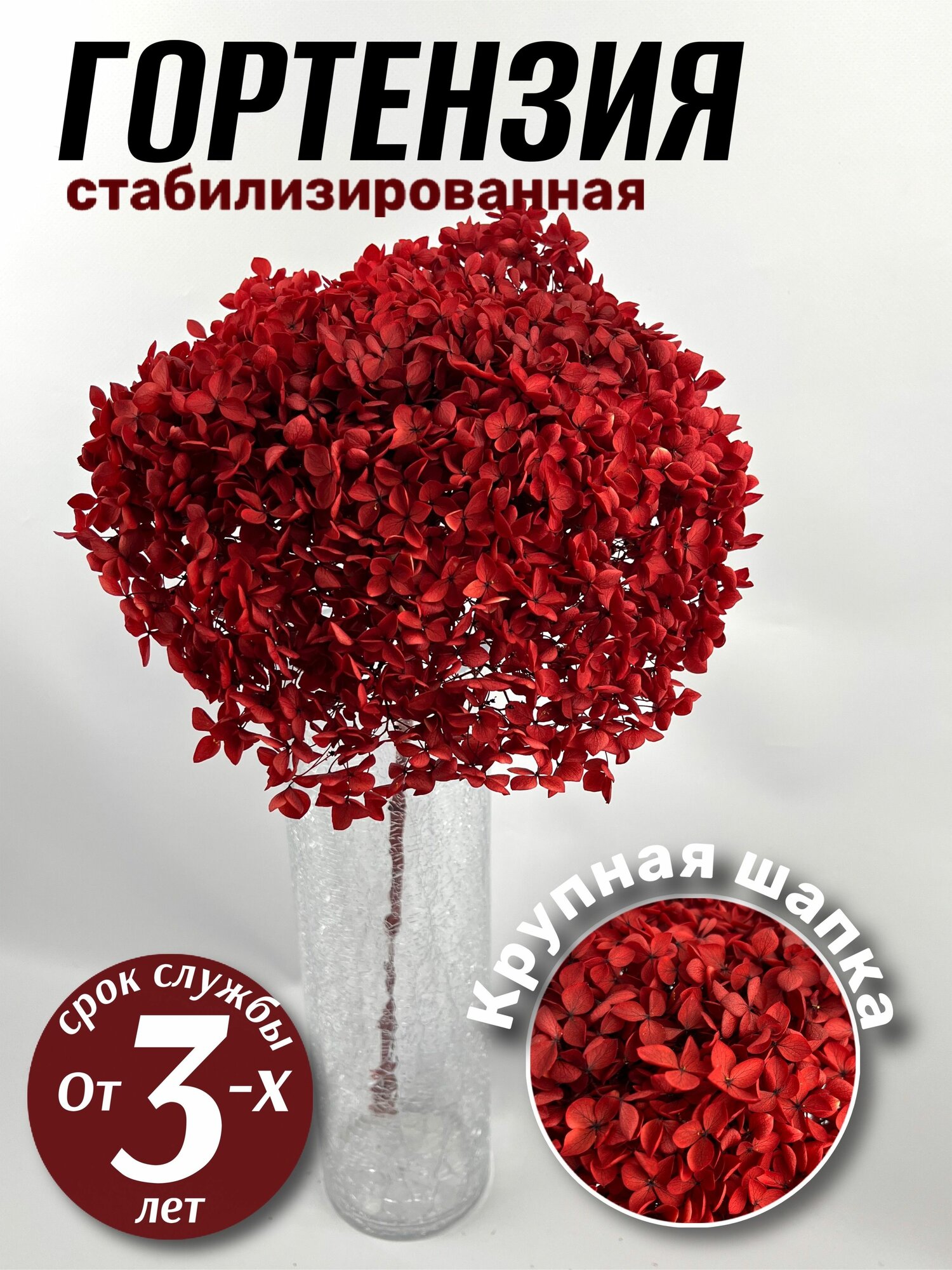 Гортензия стабилизированная