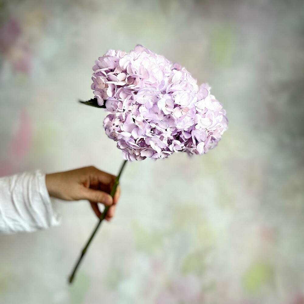 Цветок гортензия лавандовая