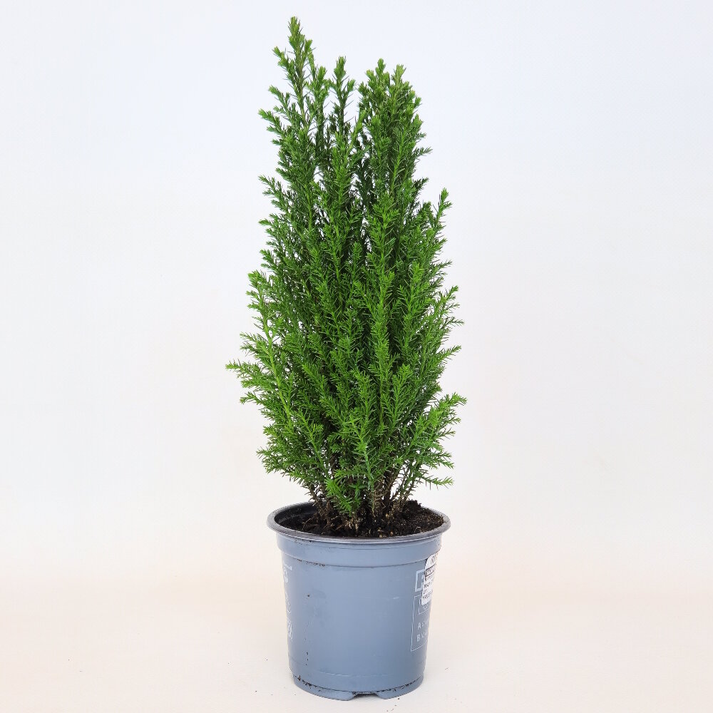 Кипарисовик Лавсона живой в горшке (Миниатюрная новогодняя ель), D-9