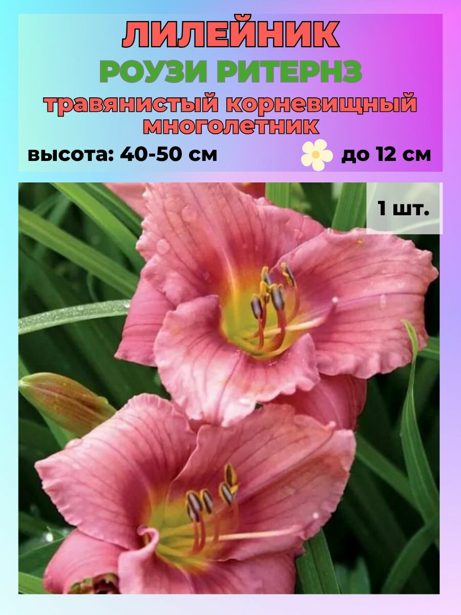 Лилейник Роузи Ритернз, корневище 1 штука