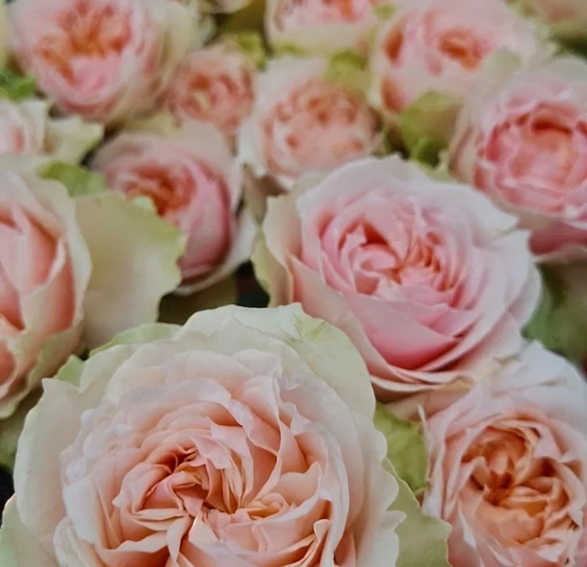 Роза Victorian Bride, чайно-гибридный сорт, 30 см, светло-розовая, многолетняя