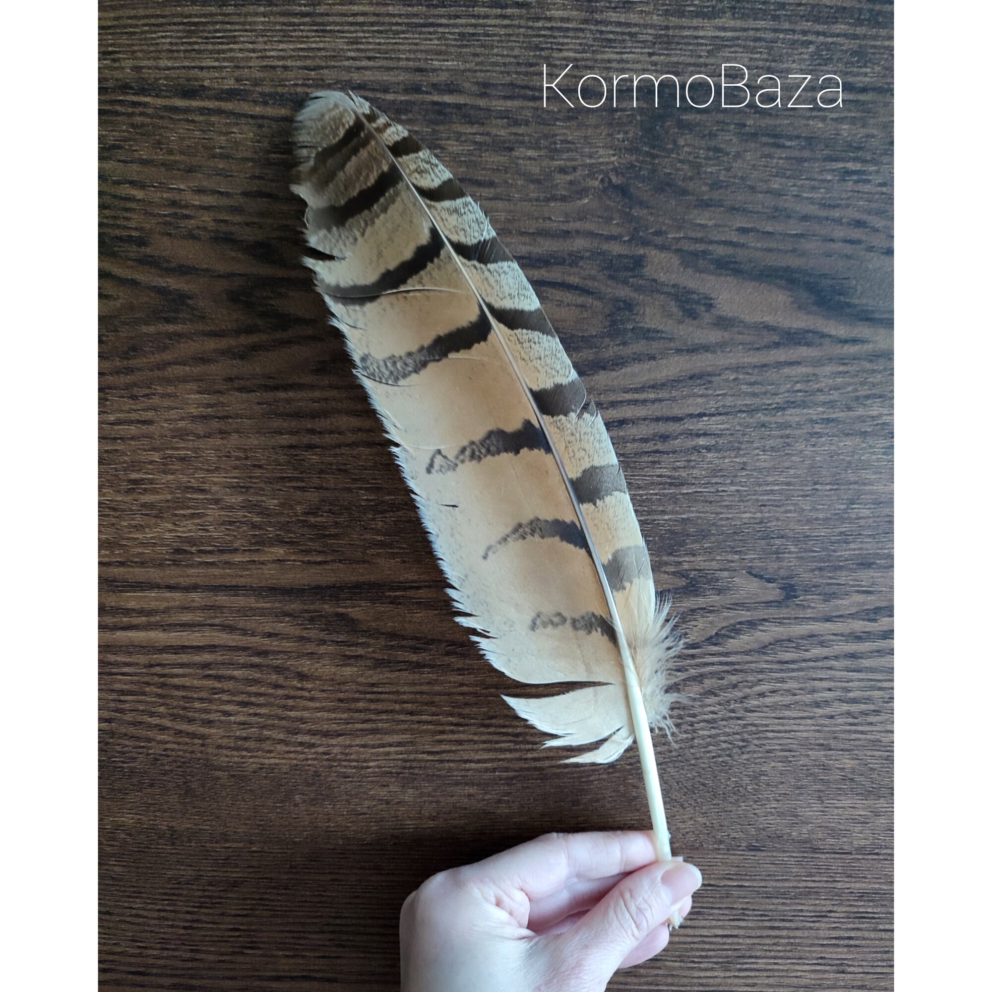 Перо совы (филин), 25см. Натуральные перья