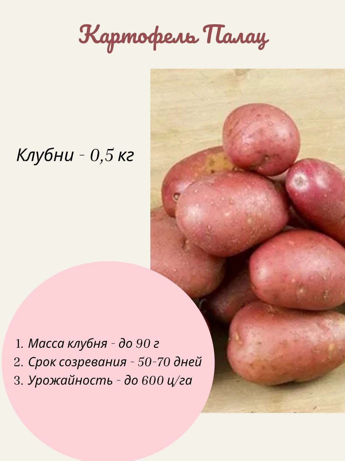 Картофель красный Палац 0,5 кг на посадку