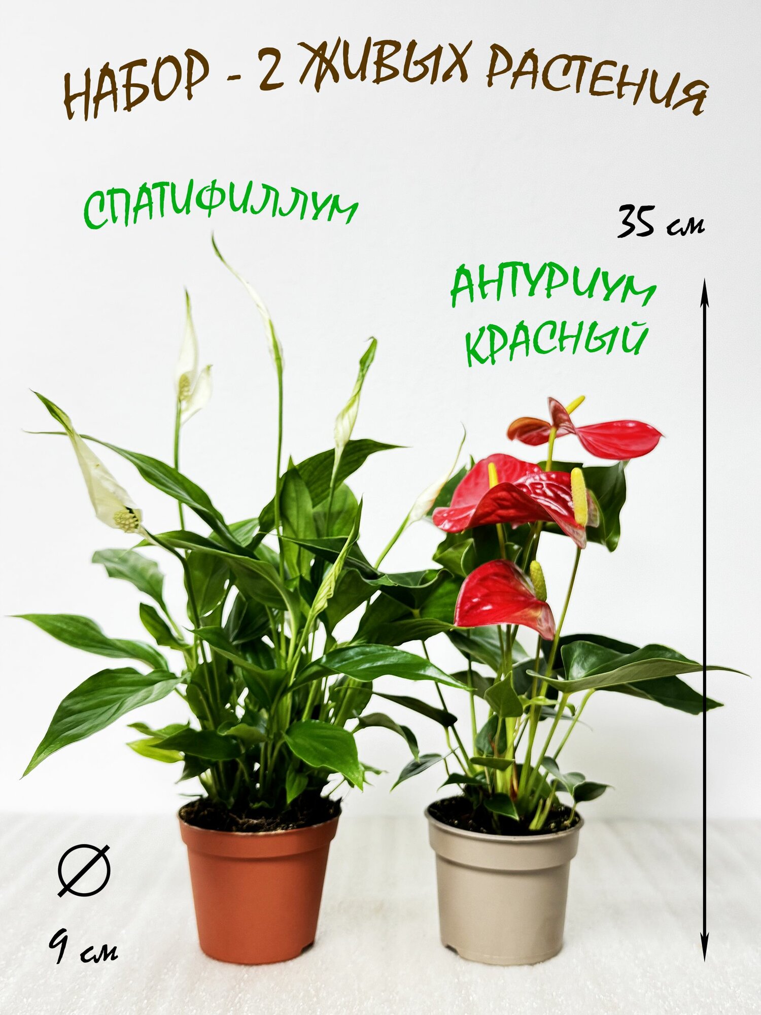 Набор - 2 растения: Спатифиллум и Антуриум красный высота 30-35см