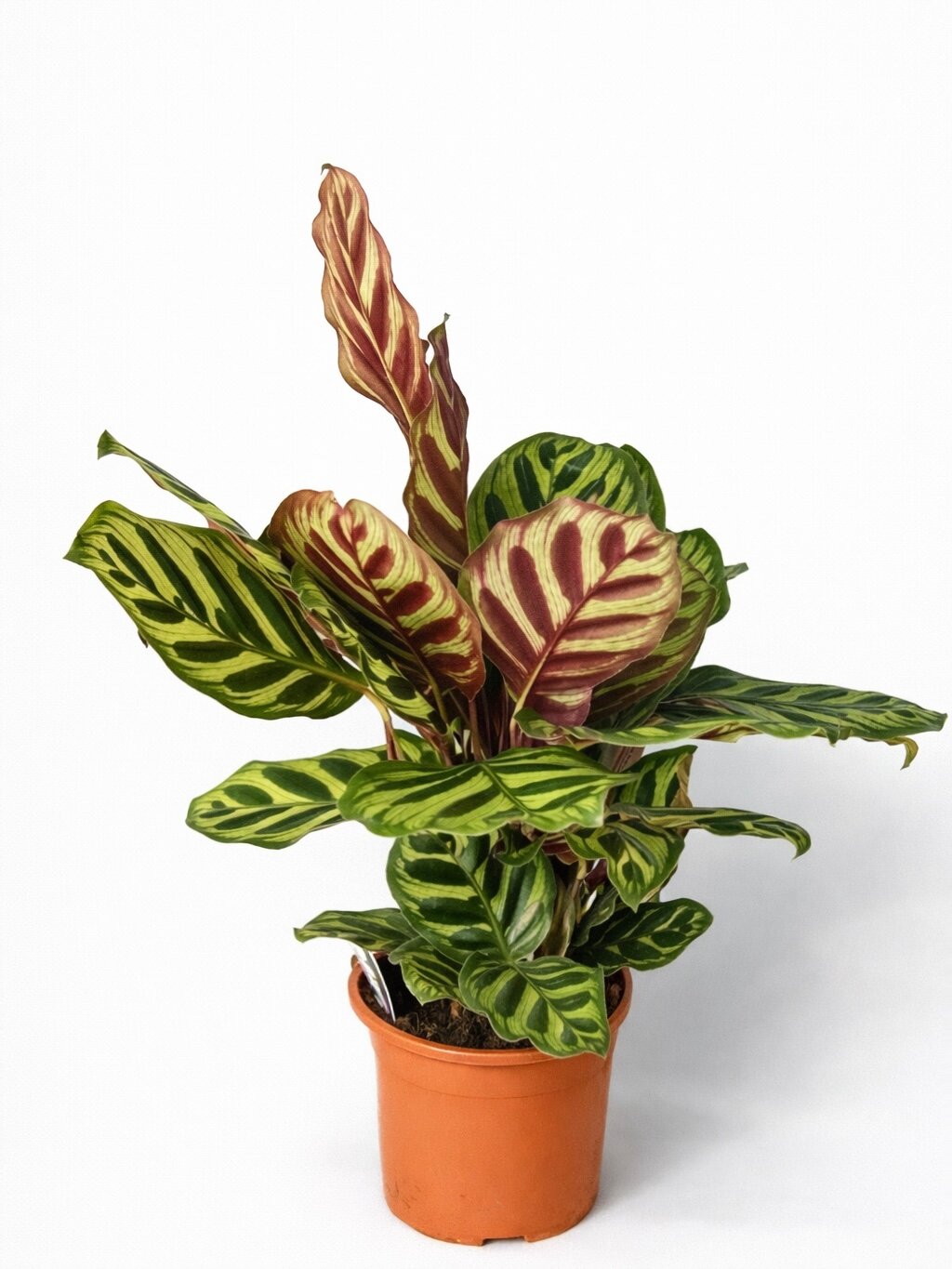Калатея макояна (Calathea makoyana) 14см