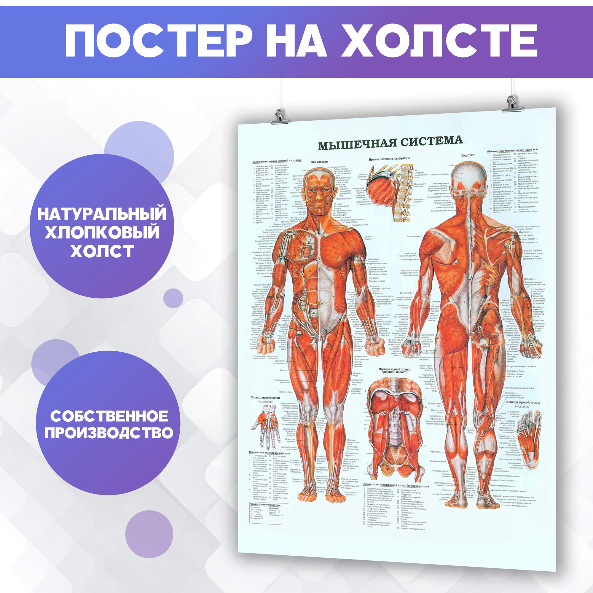 Постер на холсте - анатомия, мышечная система, мышцы, медицина 30х40 см