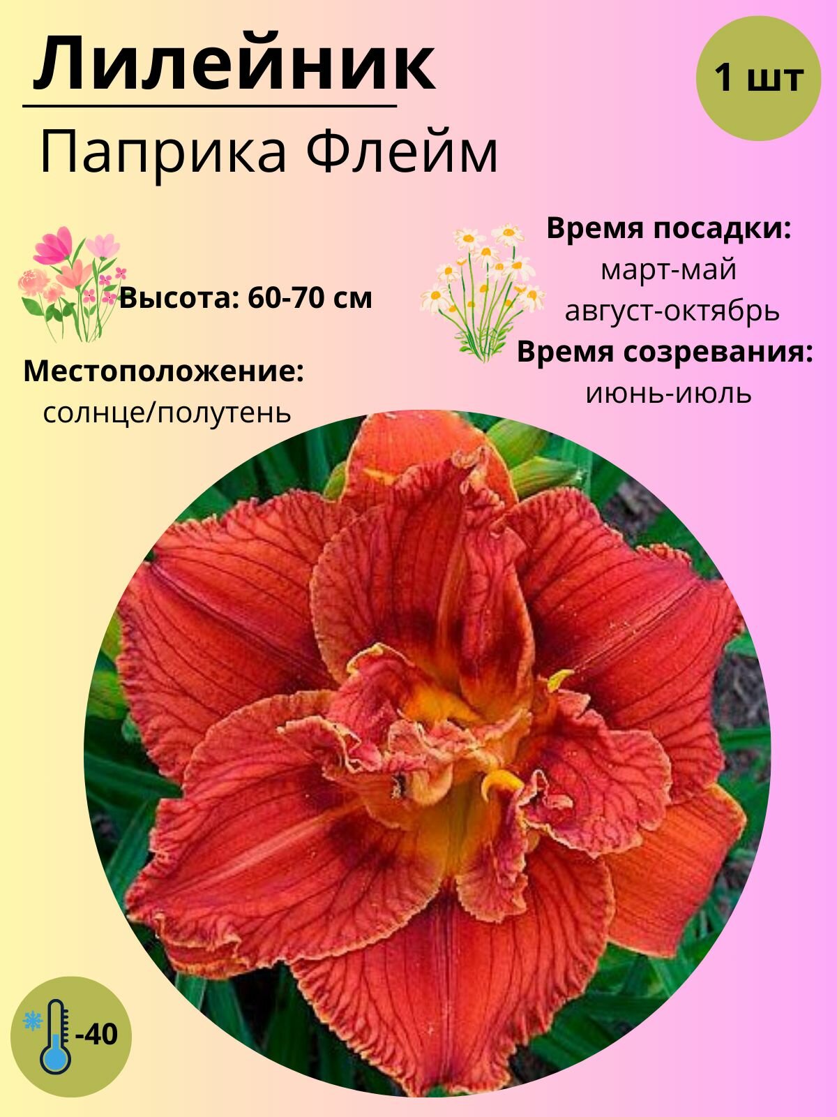 Лилейник Паприка Флейм, многолетние цветы