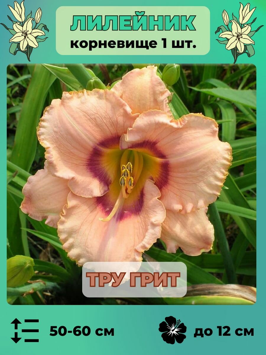 Лилейник корневище 1 шт, травянистый многолетник