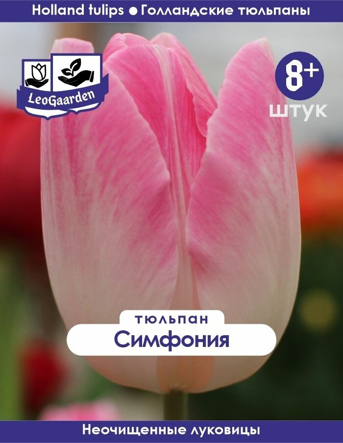 Тюльпан Луковица, Симфония, 8+ шт