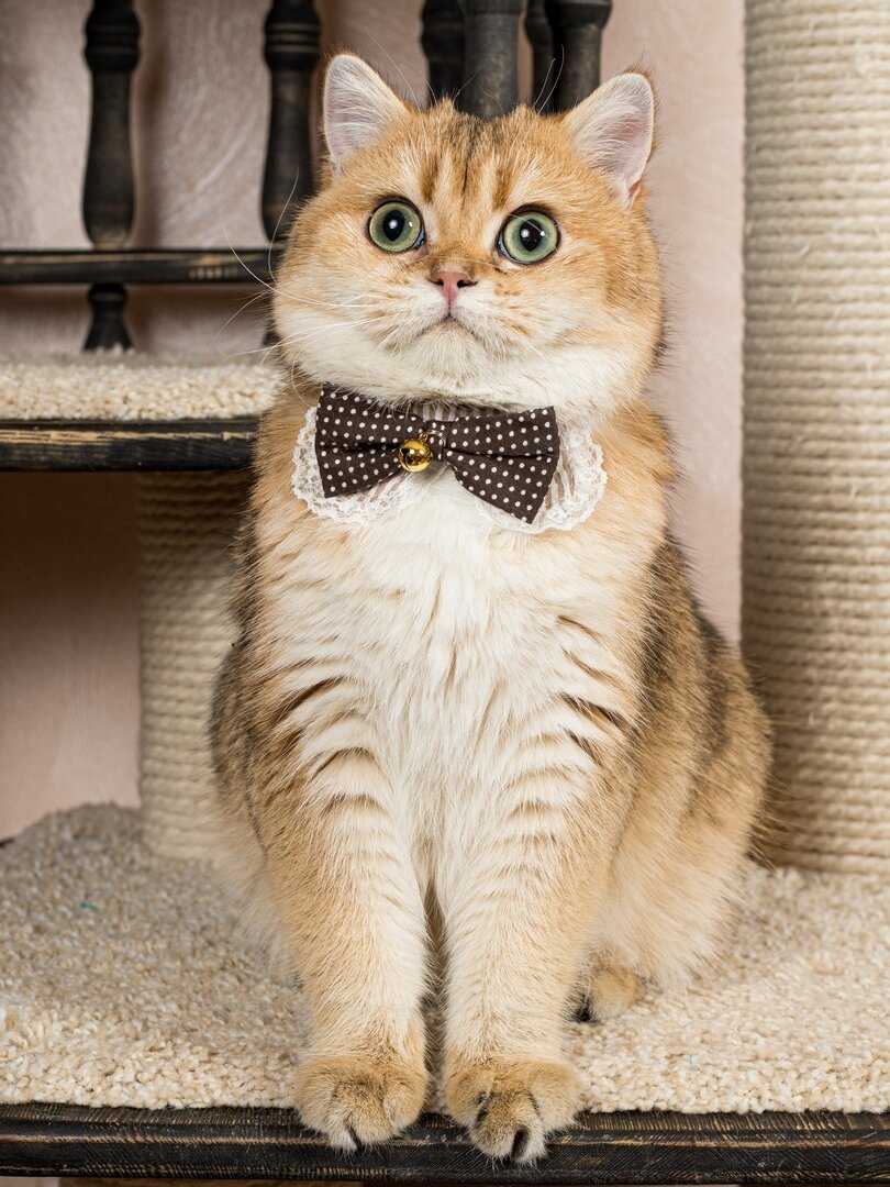 Безопасный ошейник-чокер Japan Premium Pet праздничный на кнопках для стильного модника с системой защиты от удушения, коричневый, размер 3S