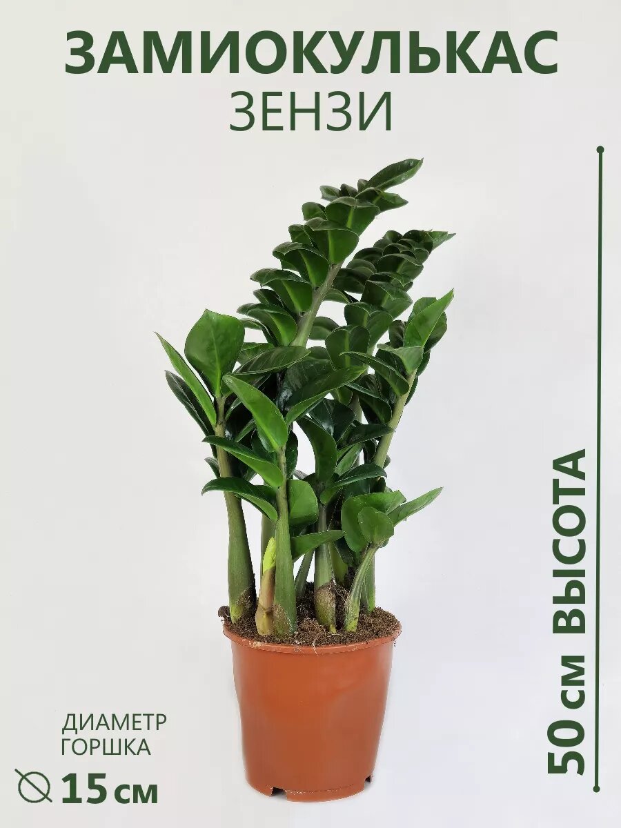 Замиокулькас Зензи Карликовый комнатное растение D-15