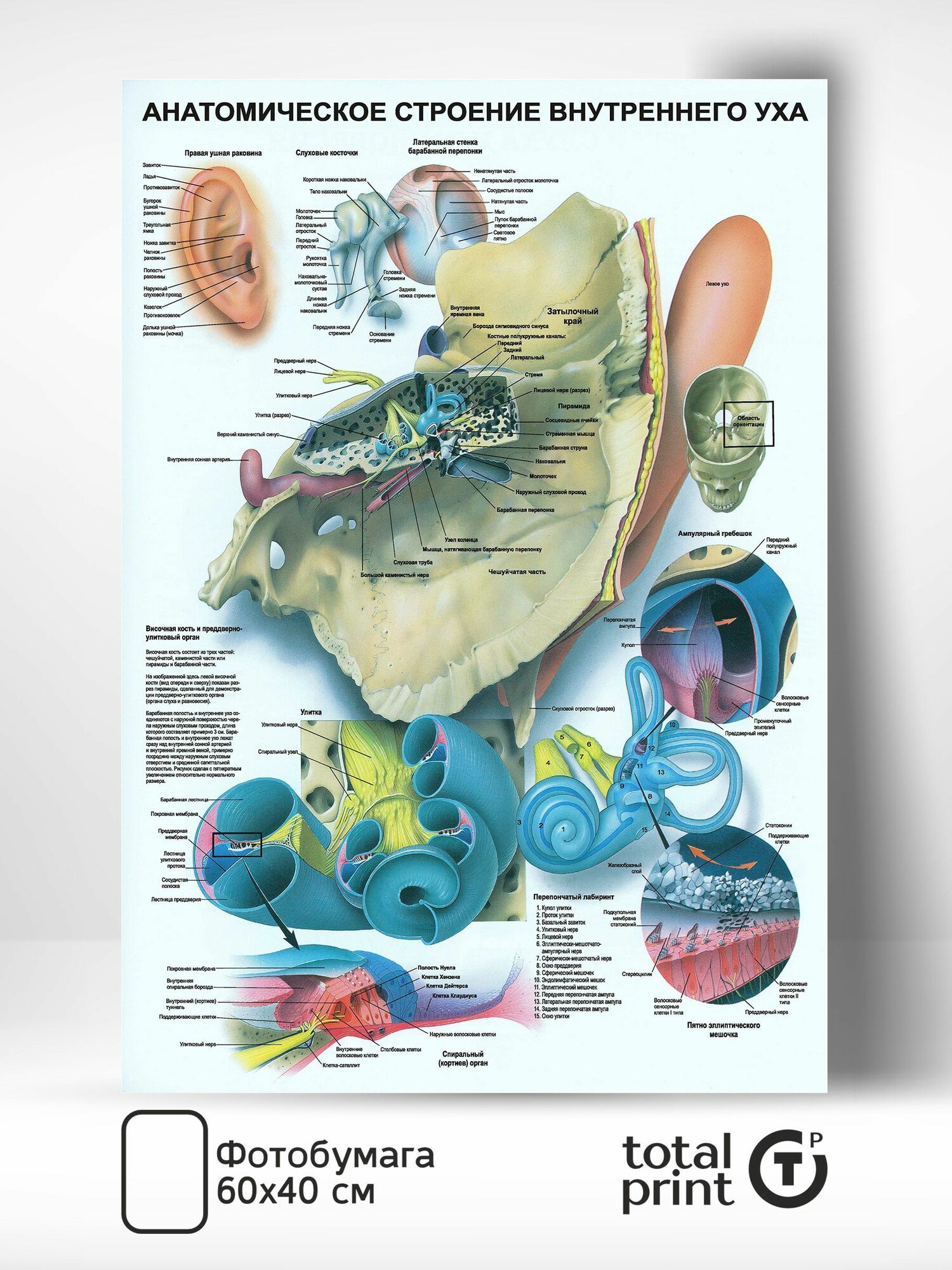 Постер на медицинскую тематику, 60х40см, Анатомическое строение внутреннего уха, TotalPrint