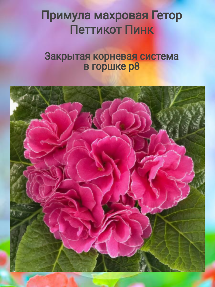 Примула махровая Гетор Петтикот Пинк