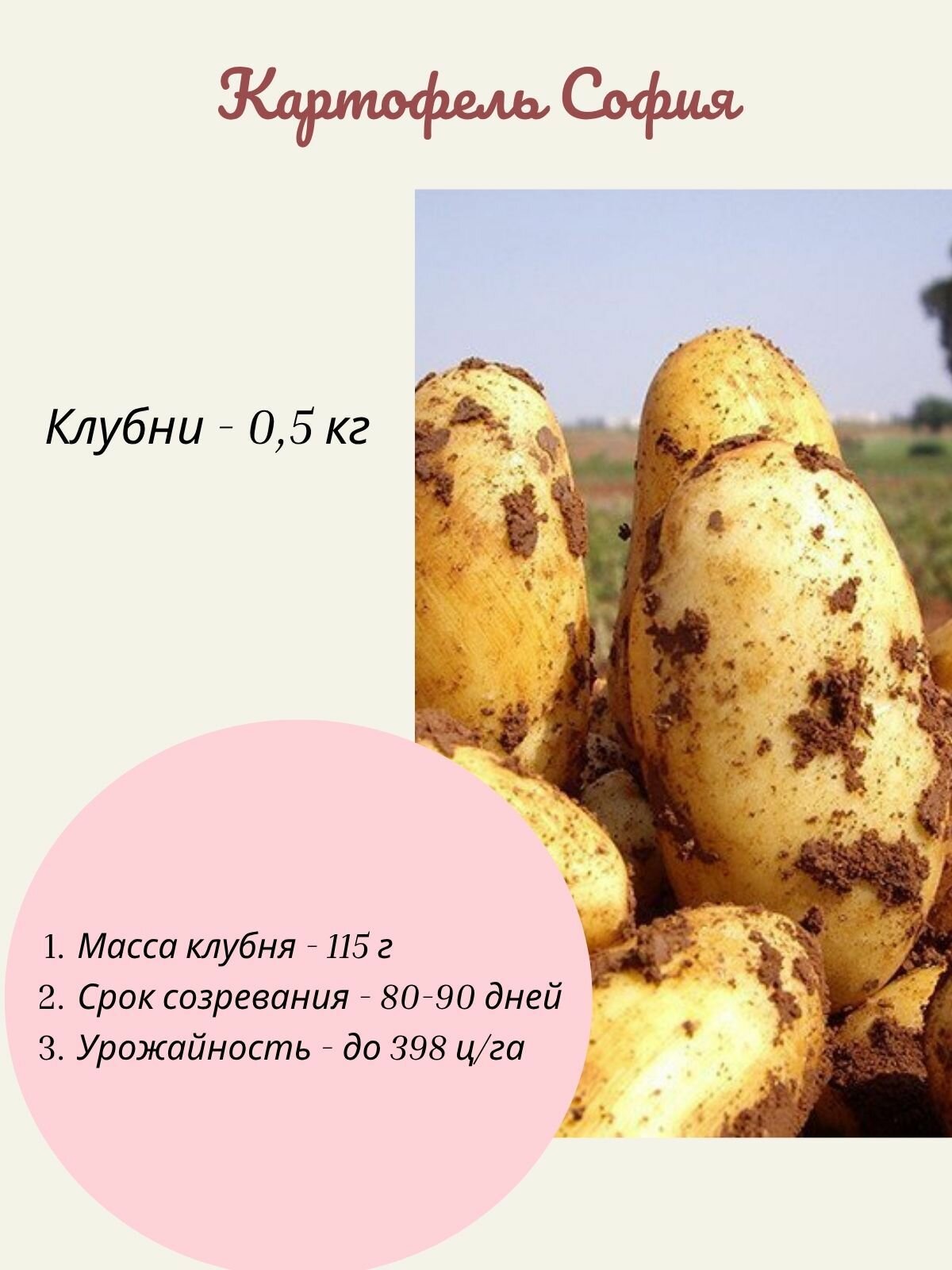 Картофель белый София 0,5 кг на посадку