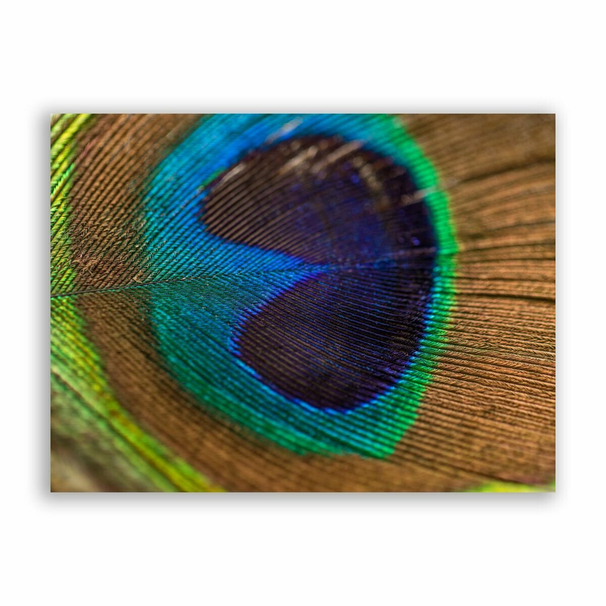 Постер, плакат на бумаге / Перо / Размер 30 x 40 см