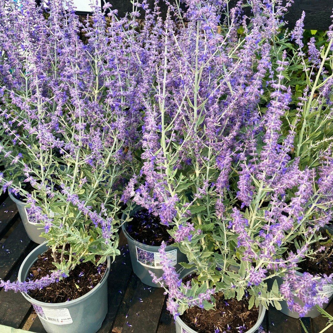 Перовския лебедолистная Блю Спайр (1 корневище в горшке р9), Нидерланды