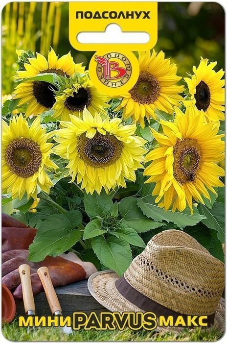 Подсолнух компактный Мини-Макс Парвус