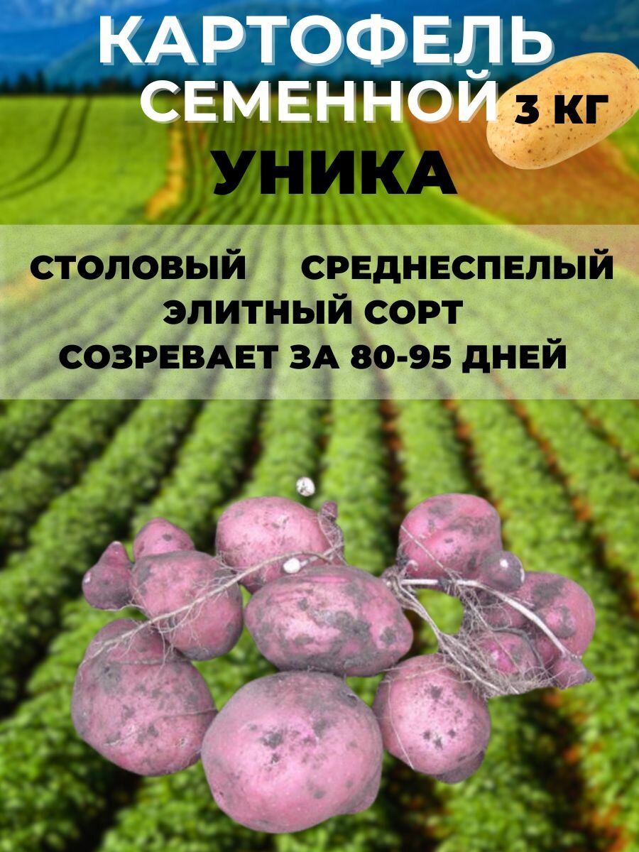 Картофель семенной