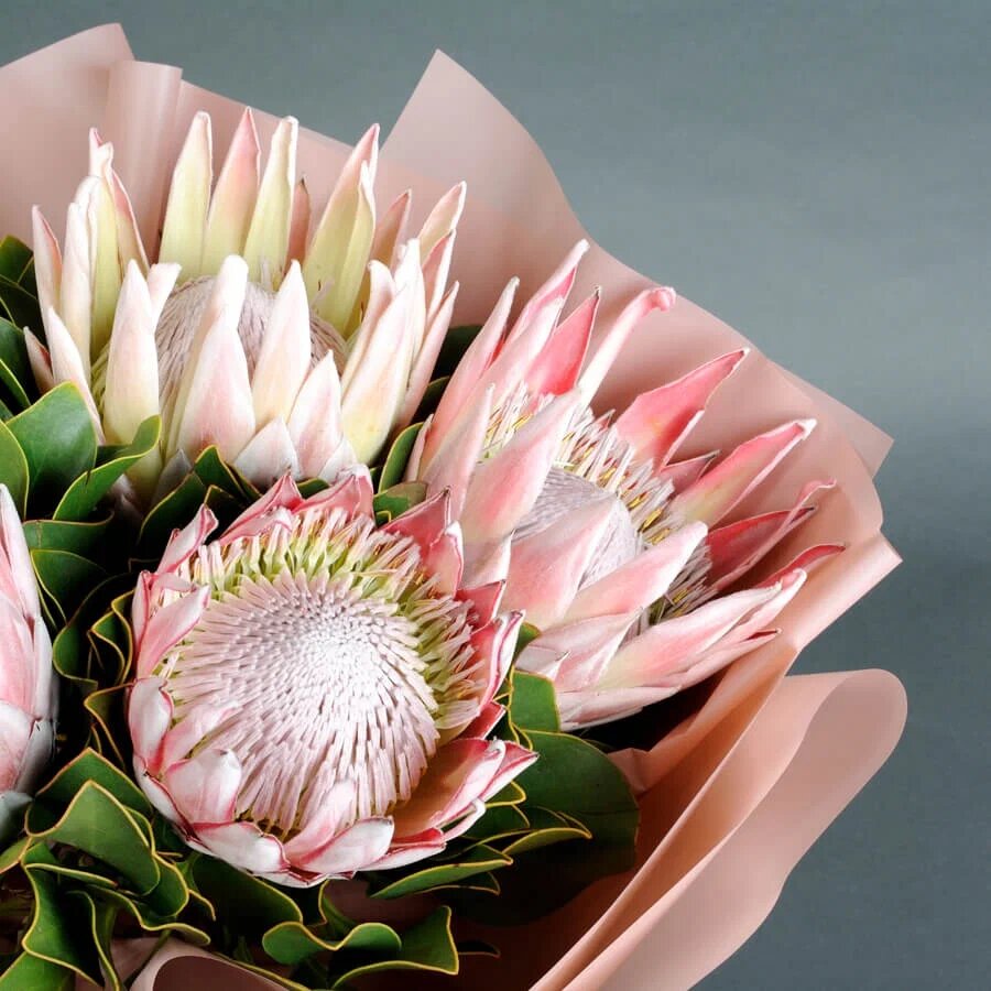 Букет протеи 3 штука/ Протея букет/ Цветы с доставкой/ Доставка цветов